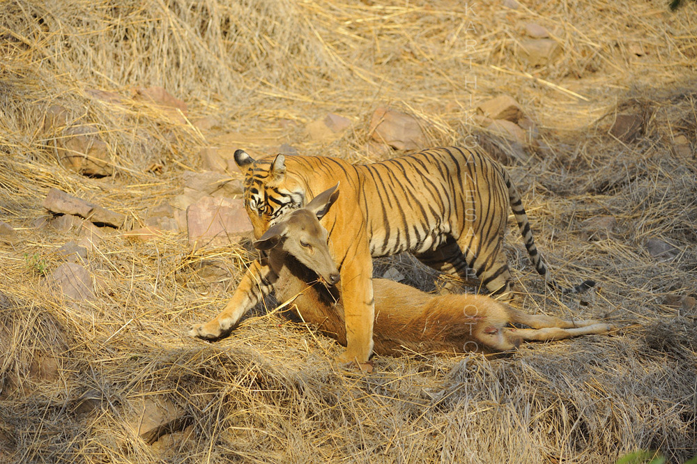 Tiger Predation
