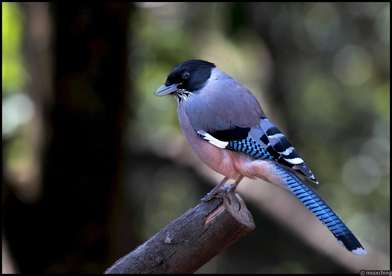 Black headed jay - Alchetron, The Free Social Encyclopedia