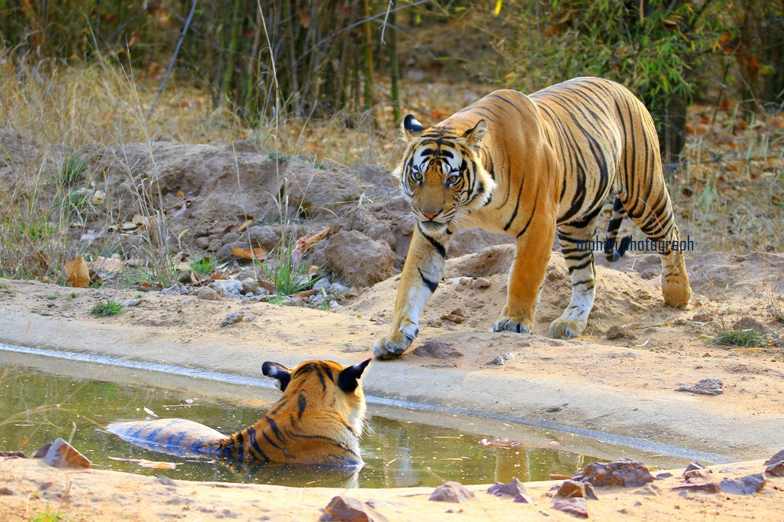 B2 and Other Great Tiger Pics from India - Printable Version