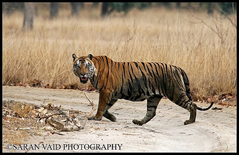 WildFact - B2 and Other Great Tiger Pics from India
