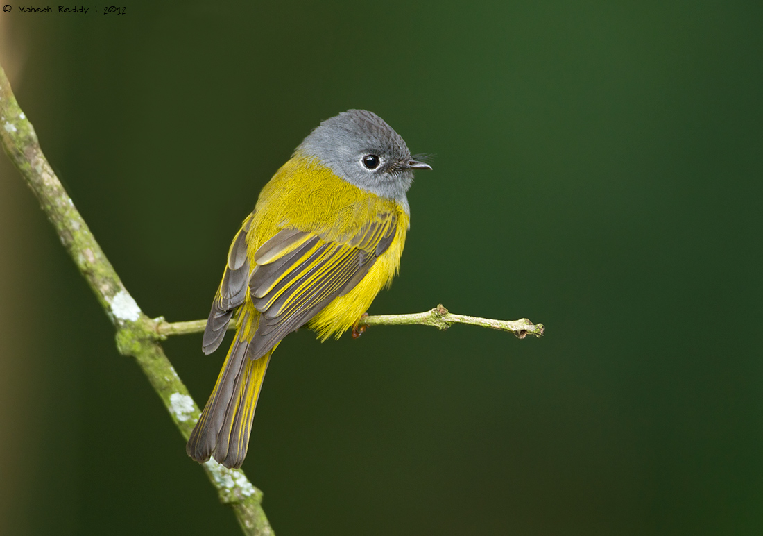 Grey headed canary flycatcher - Alchetron, the free social encyclopedia