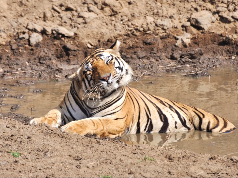 most muscular Bengal tiger ever? - Animal vs Animal Forums