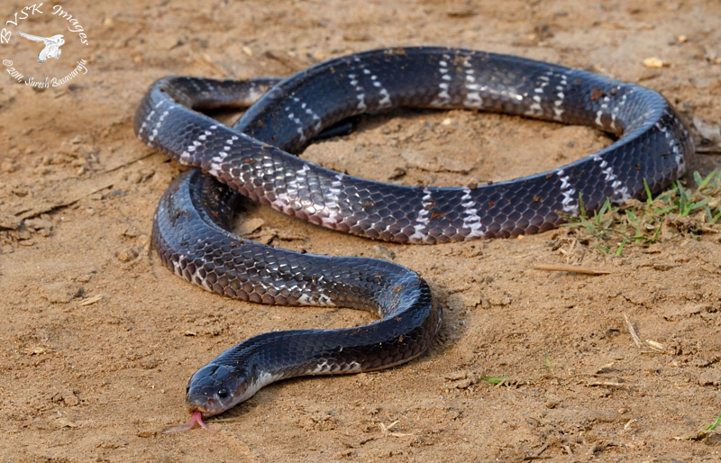 Common krait - Alchetron, The Free Social Encyclopedia
