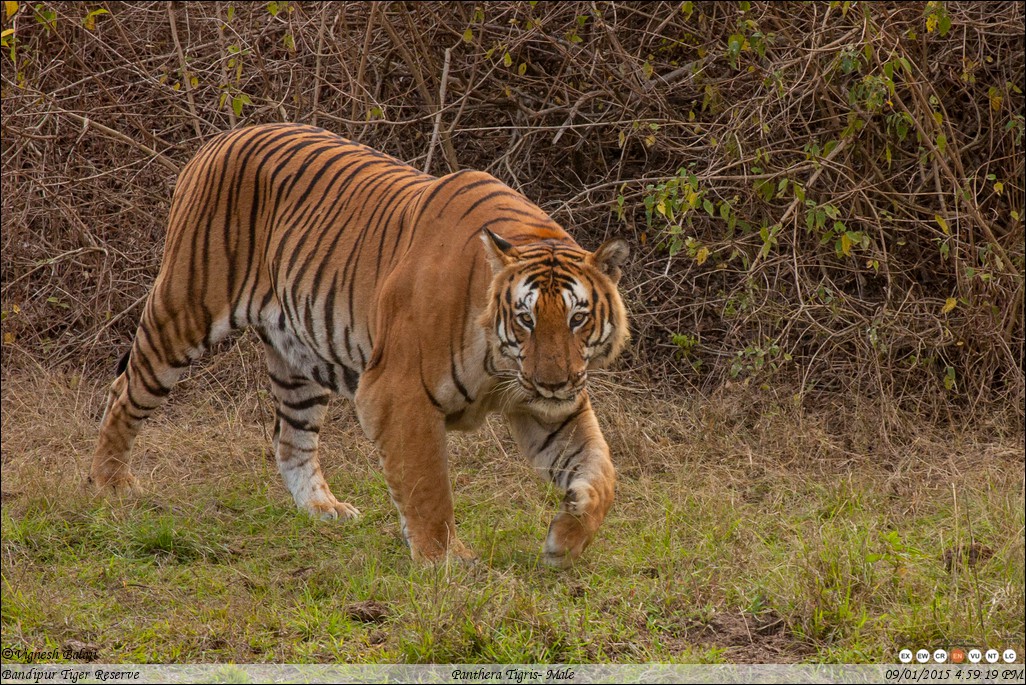 B2 and Other Great Tiger Pics from India