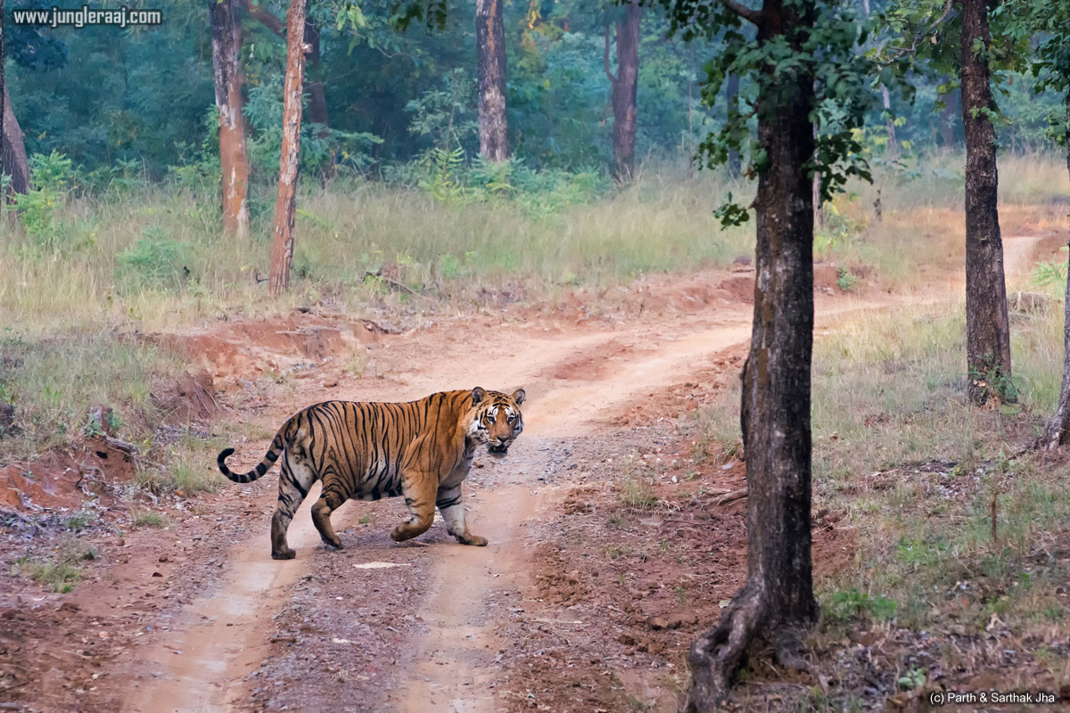 B2 and Other Great Tiger Pics from India