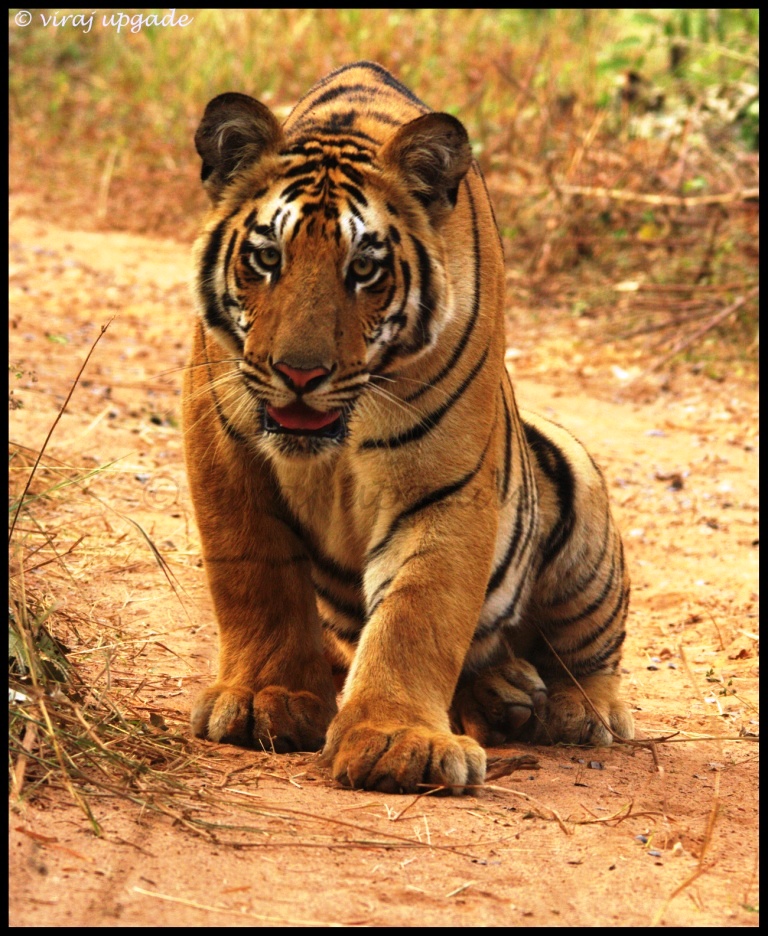 WildFact - B2 and Other Great Tiger Pics from India