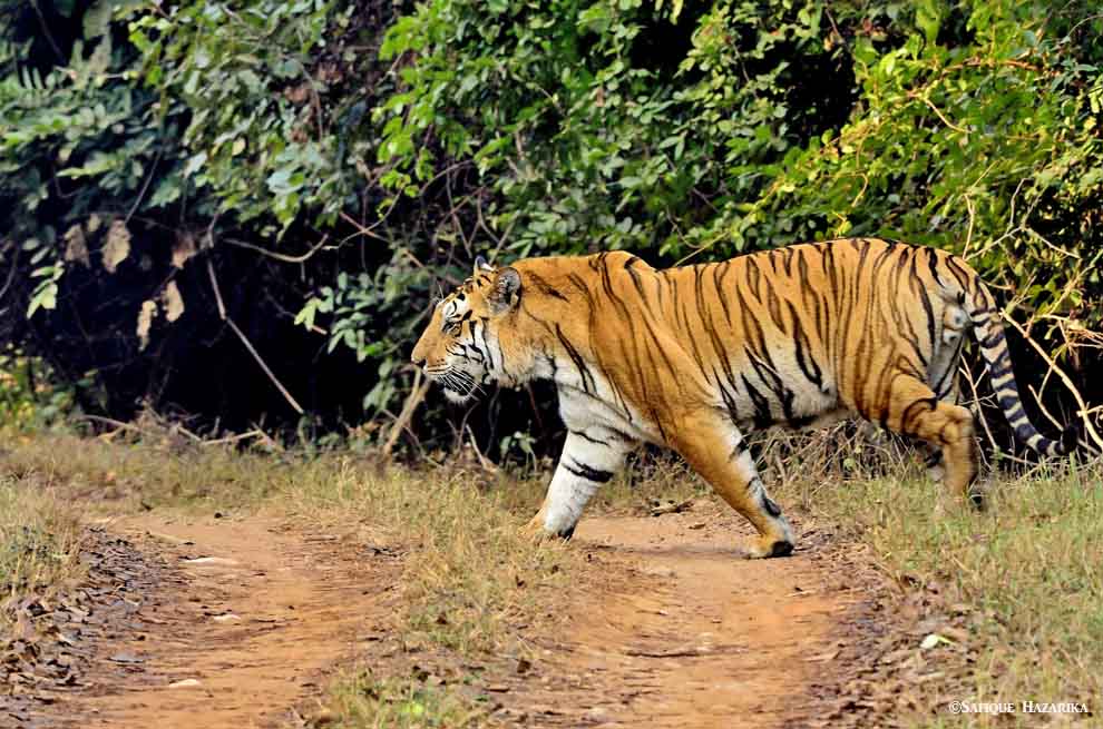 Walking Tiger Profile