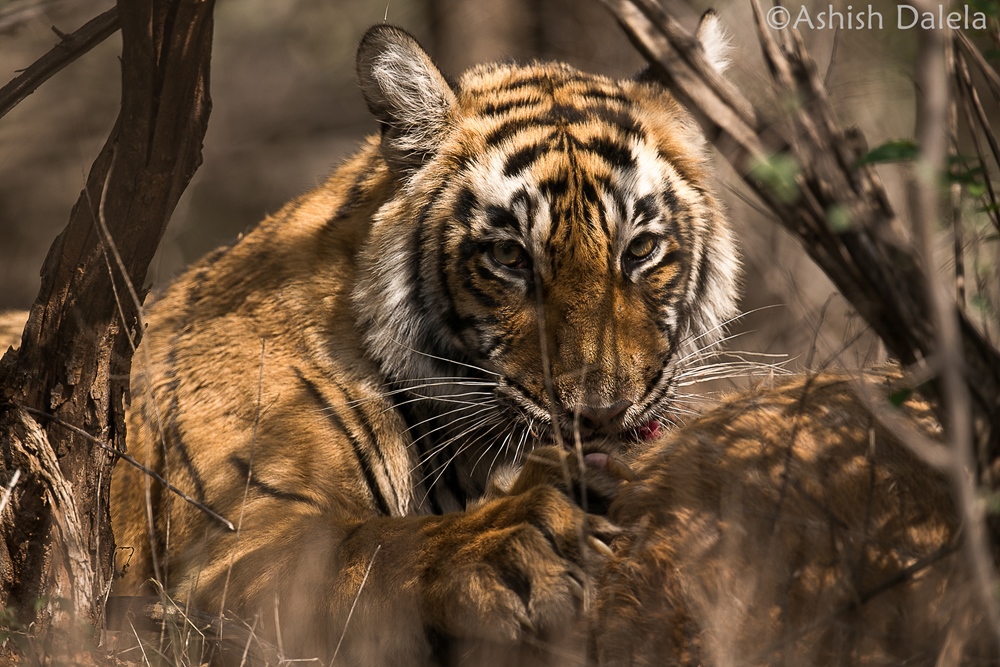 Tiger Predation